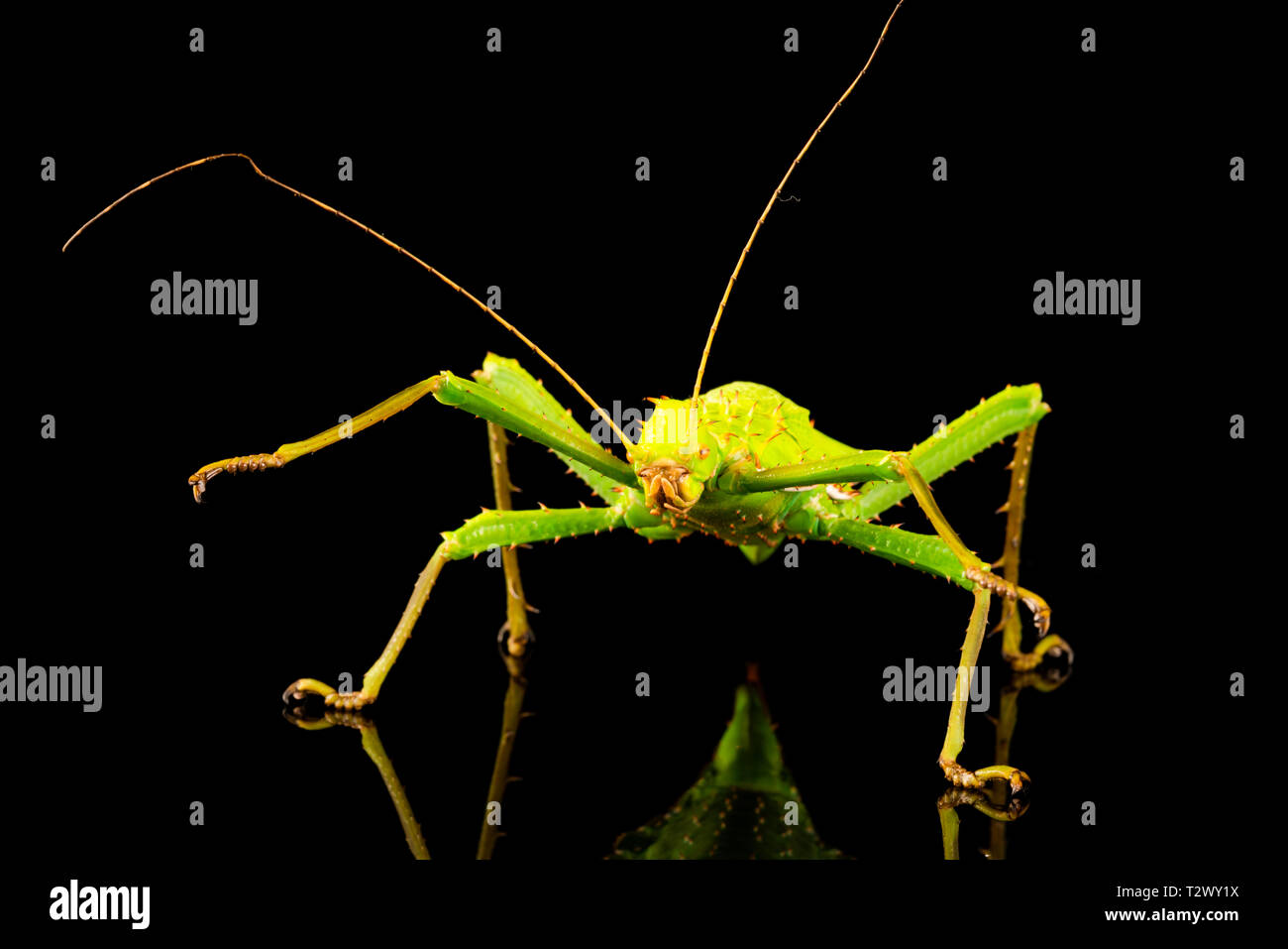 Giant jungle nymph female (Heteropteryx dilatata) also known as ...