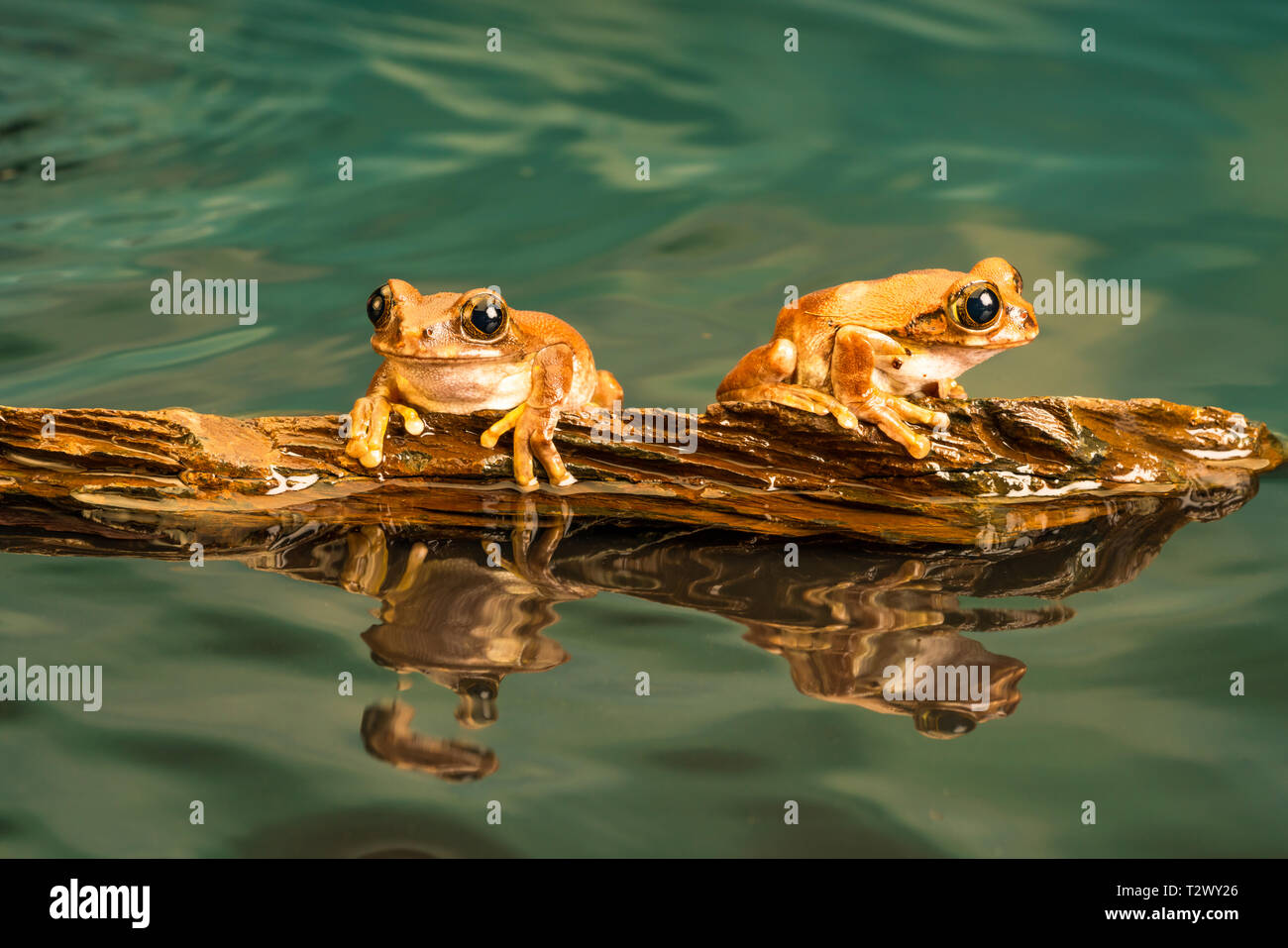 Two Peacock tree frogs (Leptopelis vermiculatus) also known as Amani ...