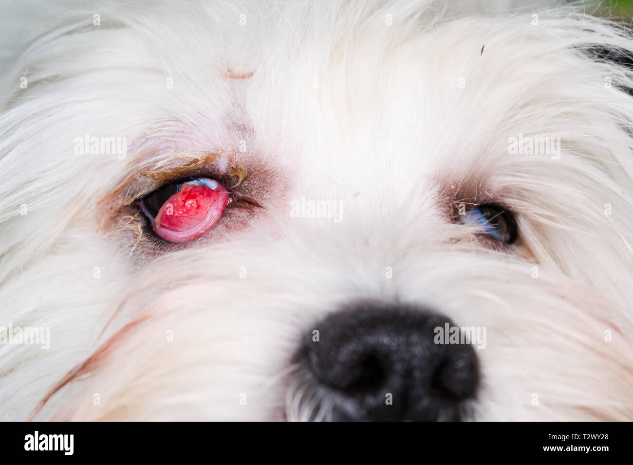 How Serious Is Cherry Eye In Dogs