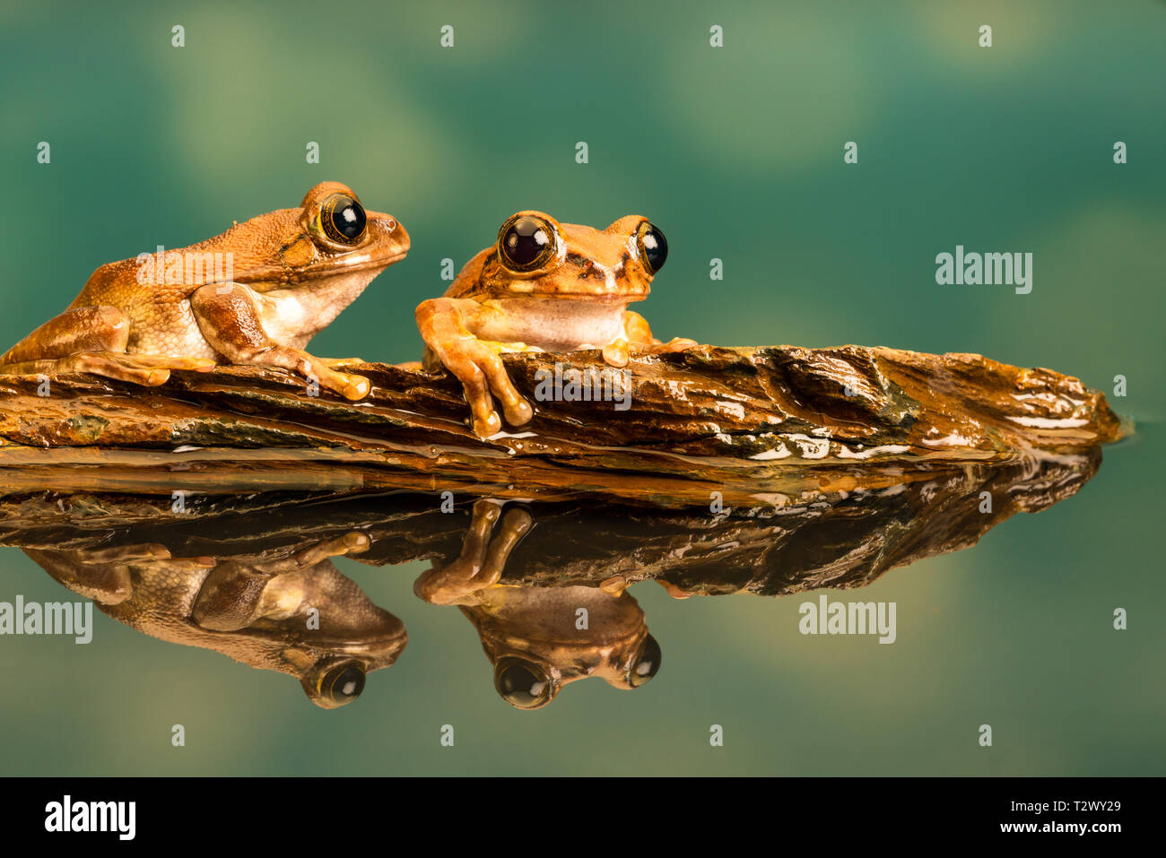 Two Peacock tree frogs (Leptopelis vermiculatus) also known as Amani ...