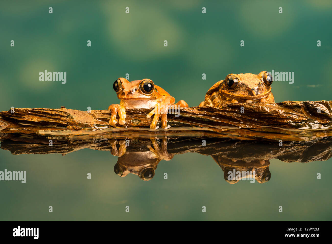 Peacock frogs hi-res stock photography and images - Alamy