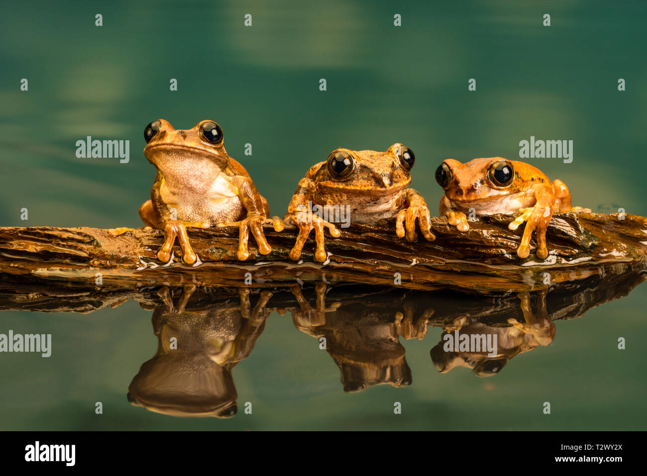 Three Peacock tree frogs (Leptopelis vermiculatus) also known as Amani ...