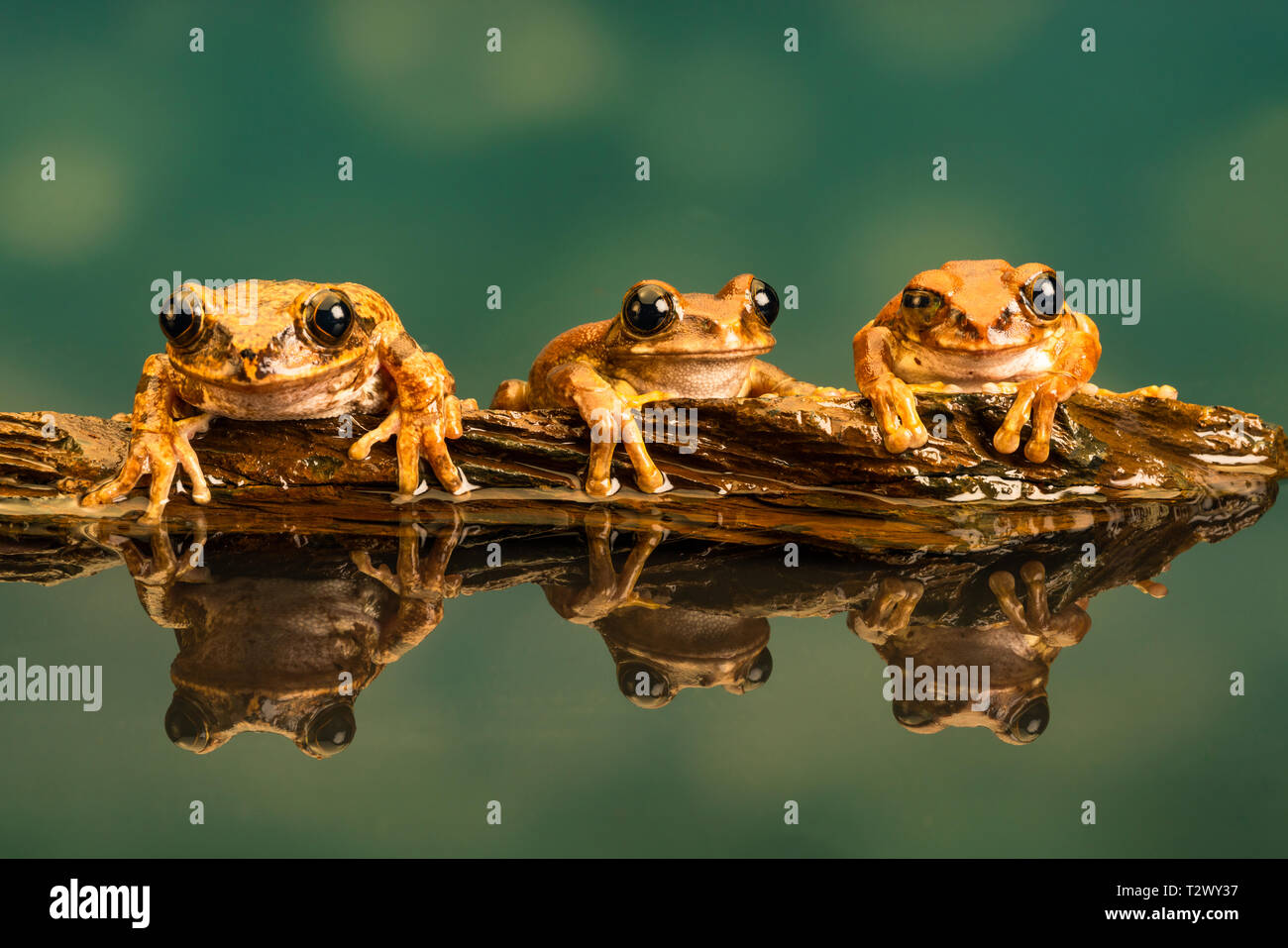 Three Peacock tree frogs (Leptopelis vermiculatus) also known as Amani ...