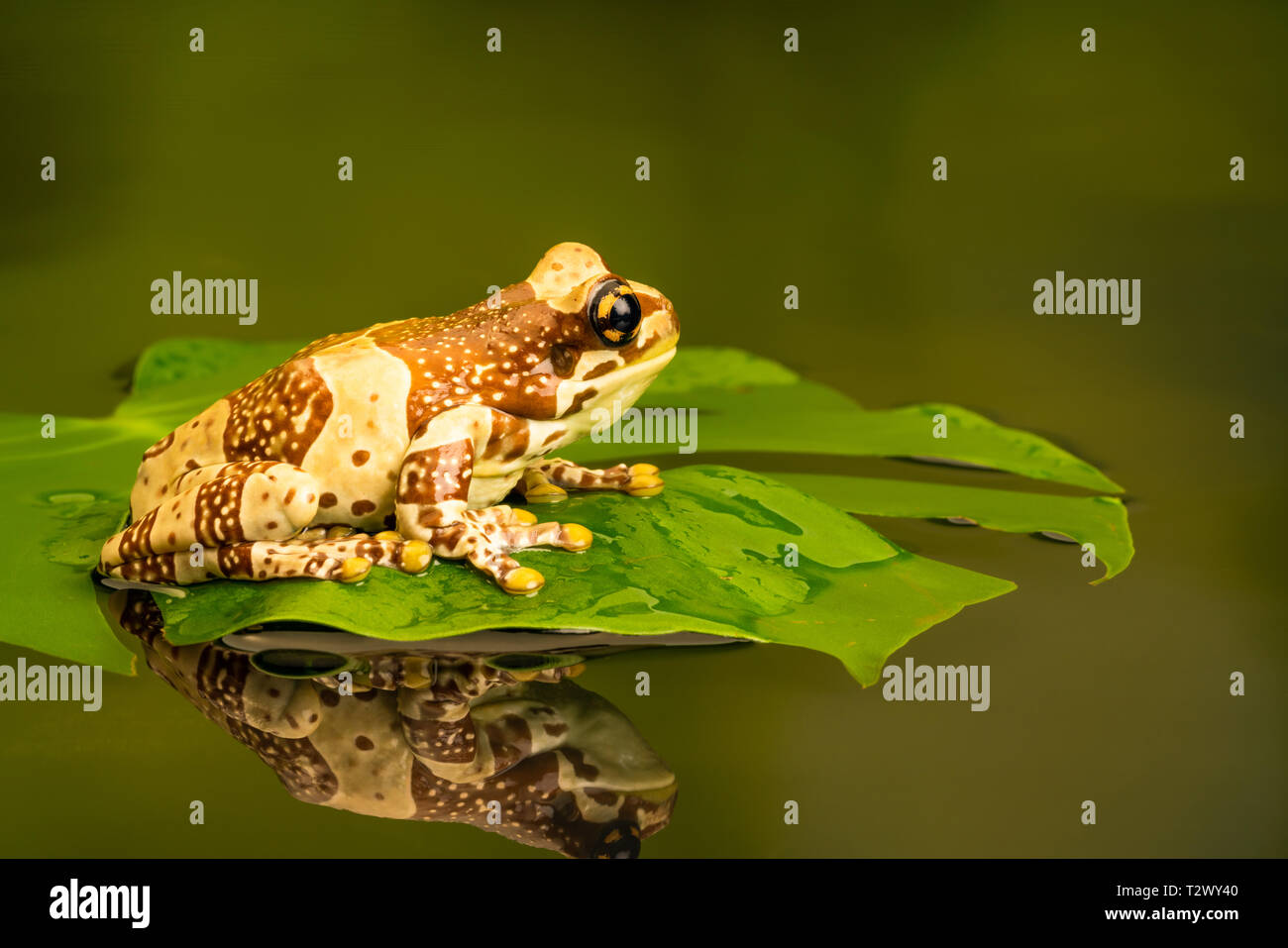Amazon milk frog (Trachycephalus resinifictrix) is a large species of ...