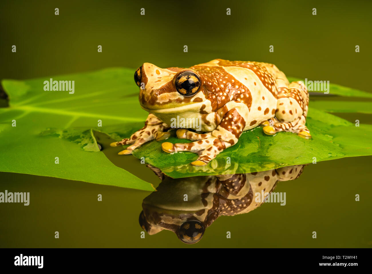 Large amazon rainforest frog hi-res stock photography and images - Alamy