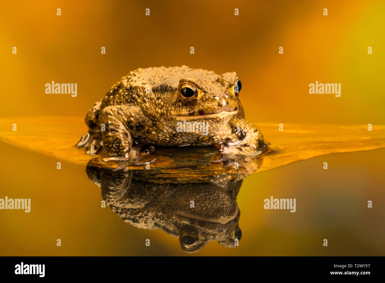 Common toad (Bufo Bufo) also known as European toad is an amphibian ...