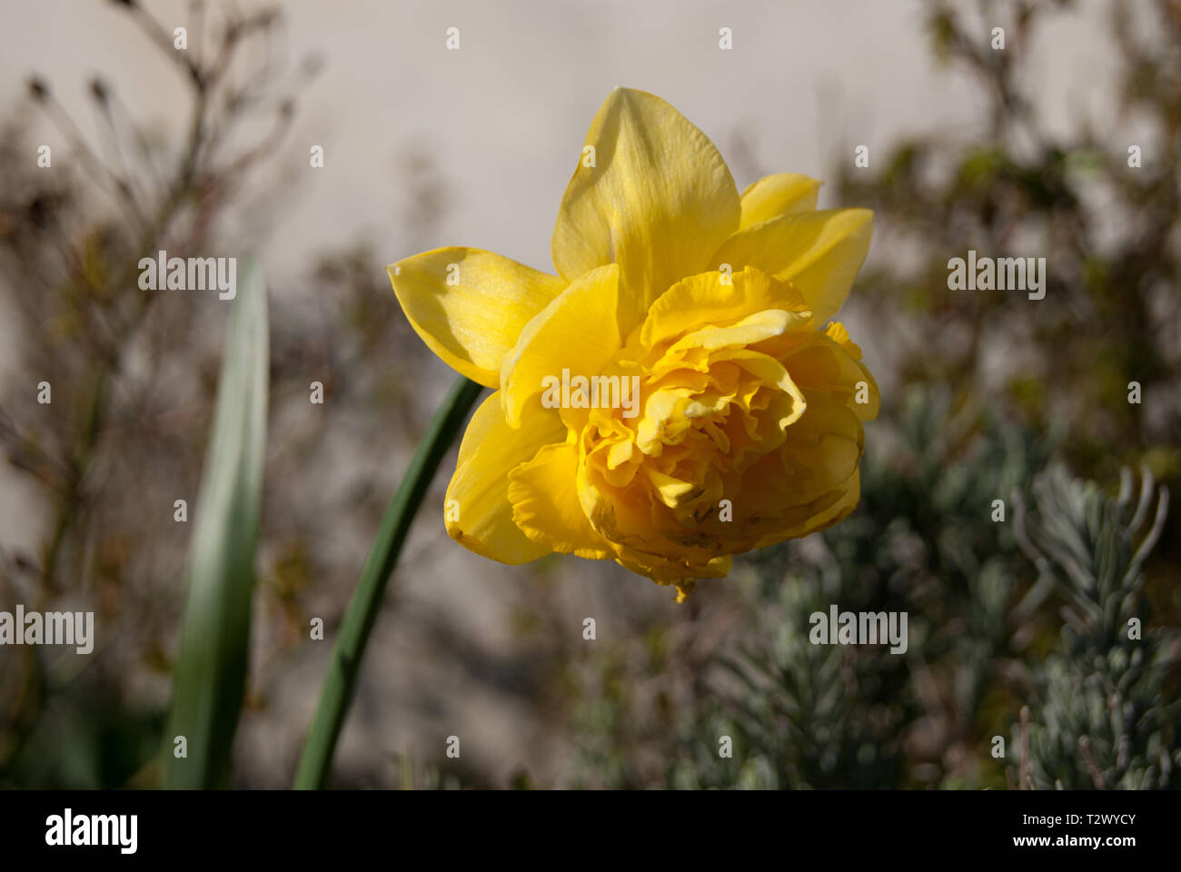 Flower in the sun at spring Stock Photo - Alamy