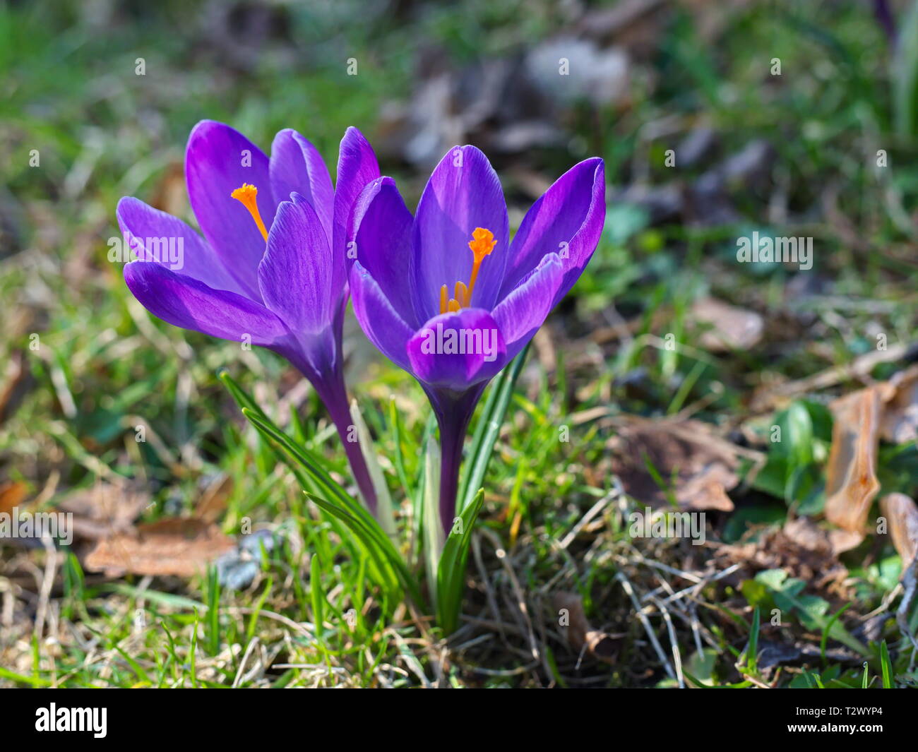 Purple and saffron hi-res stock photography and images - Alamy