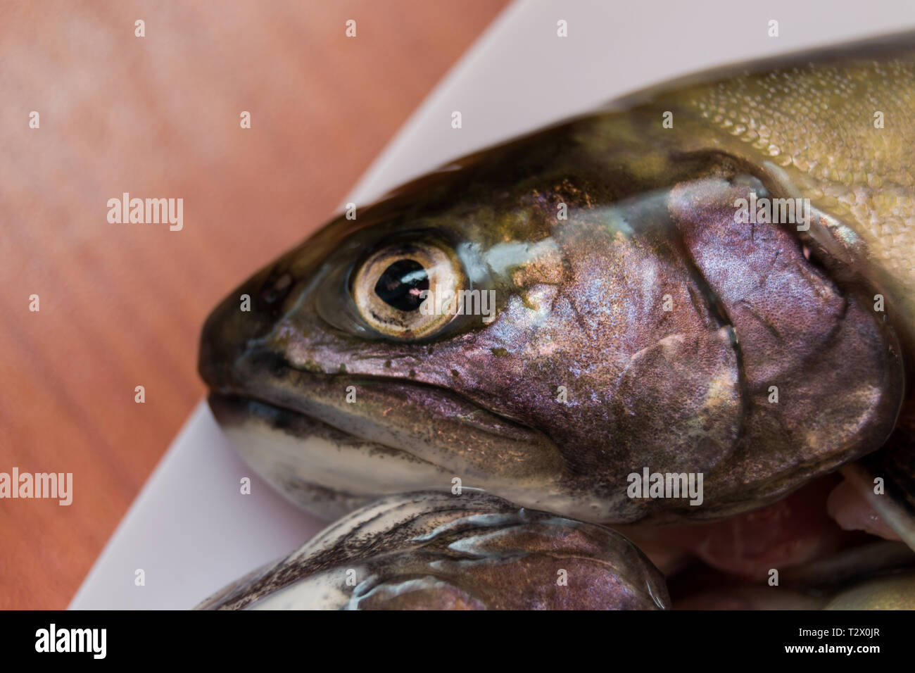 trout head on the plate Stock Photo - Alamy