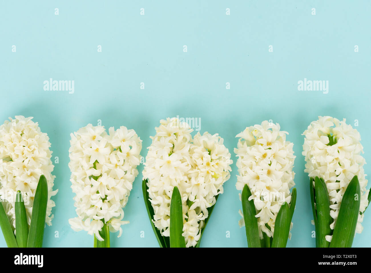 Hyacinth white flowers border over blue background Stock Photo - Alamy