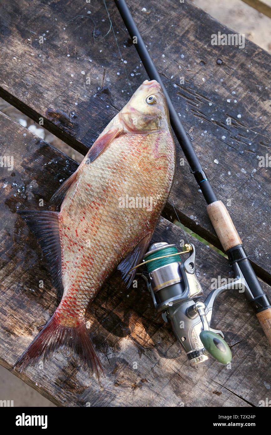 Fishing concept, trophy catch - just taken from the water big ...