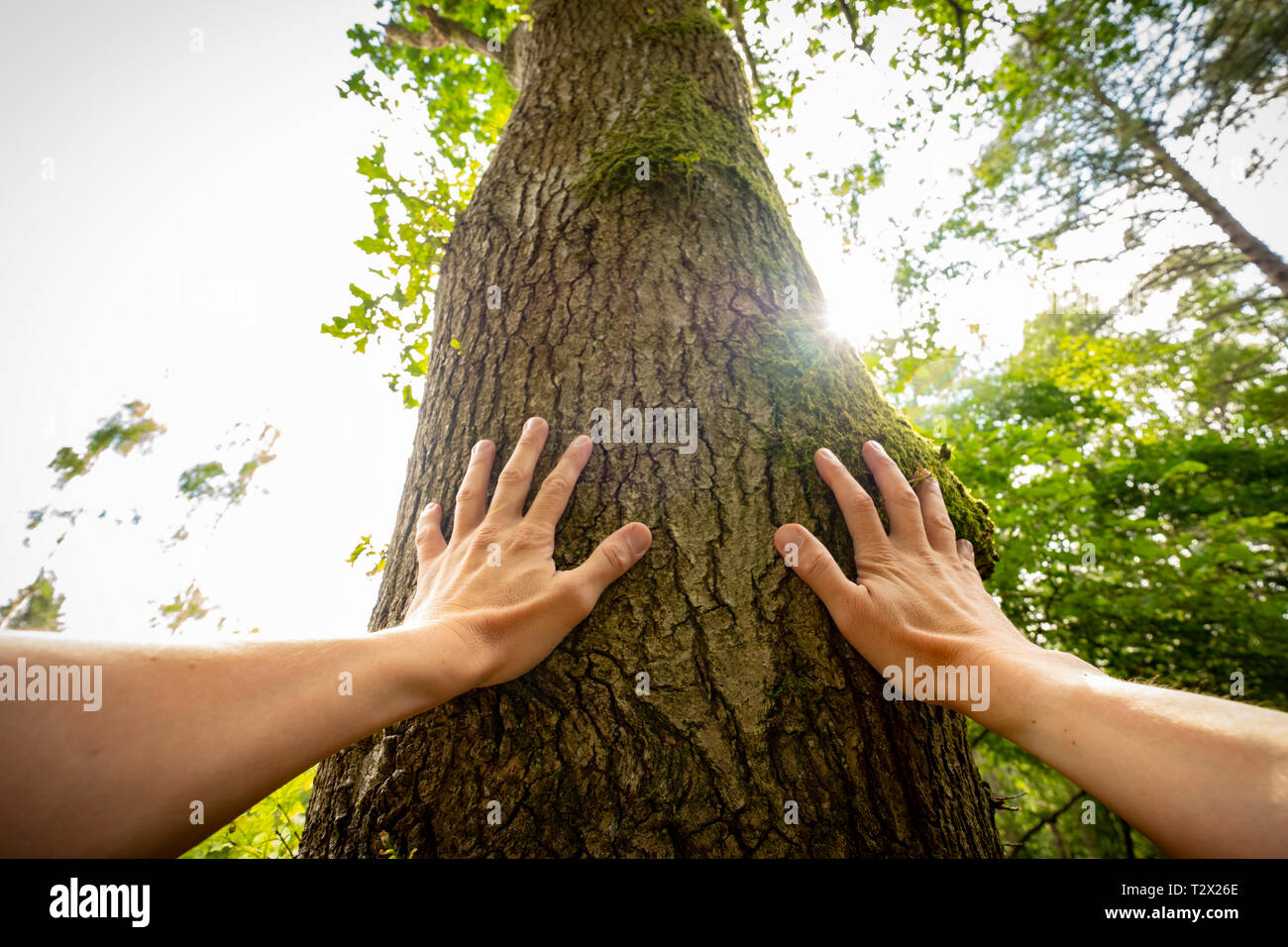 A caucasian man touching a tree Stock Photo - Alamy