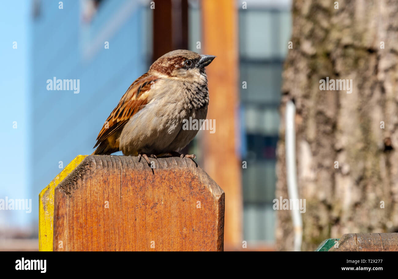 Sparrow standing on the wooden fence Stock Photo - Alamy