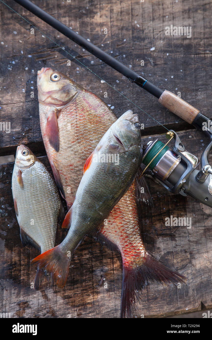 Good catch concept. Big freshwater common bream known as bronze bream ...