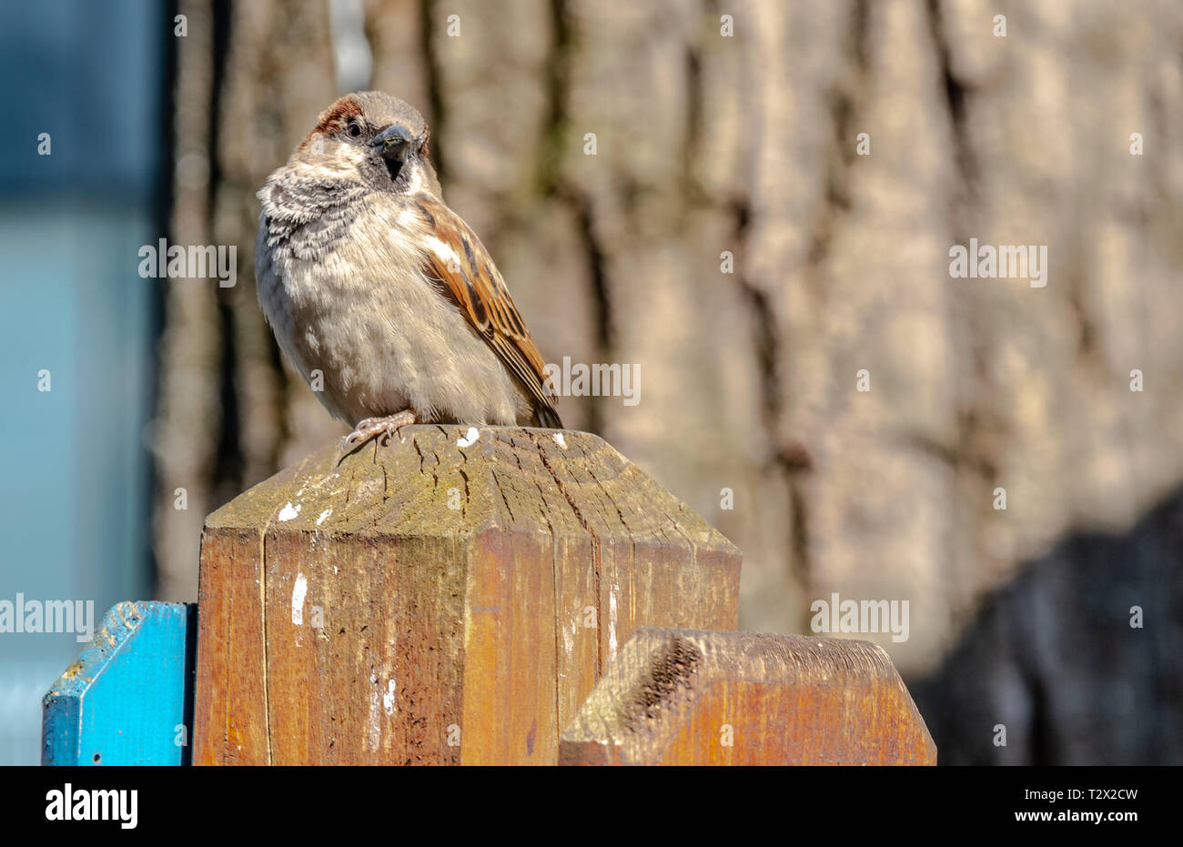 Sparrow standing on the wooden fence Stock Photo - Alamy