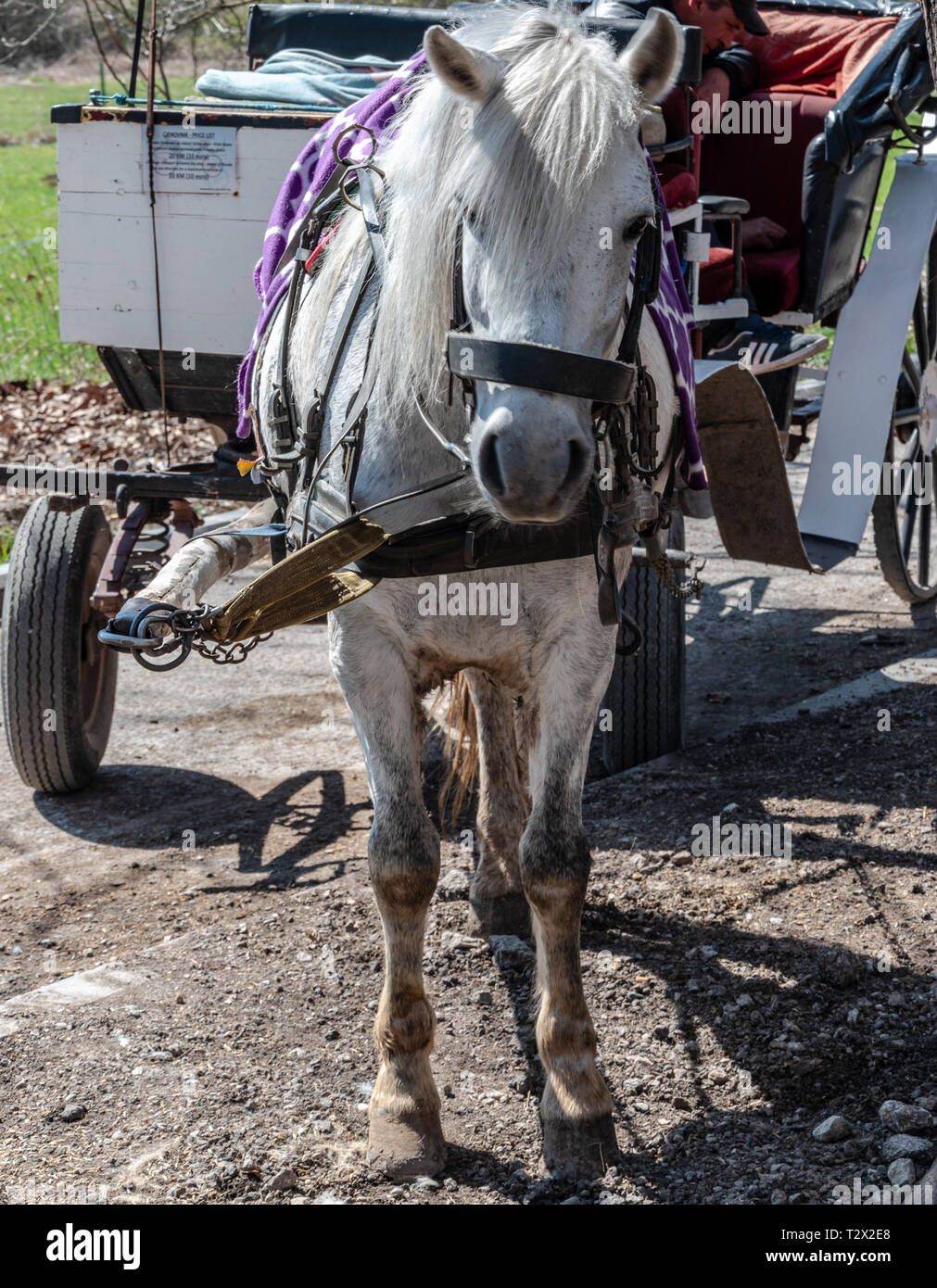 Horse driven vehicle hi-res stock photography and images - Alamy