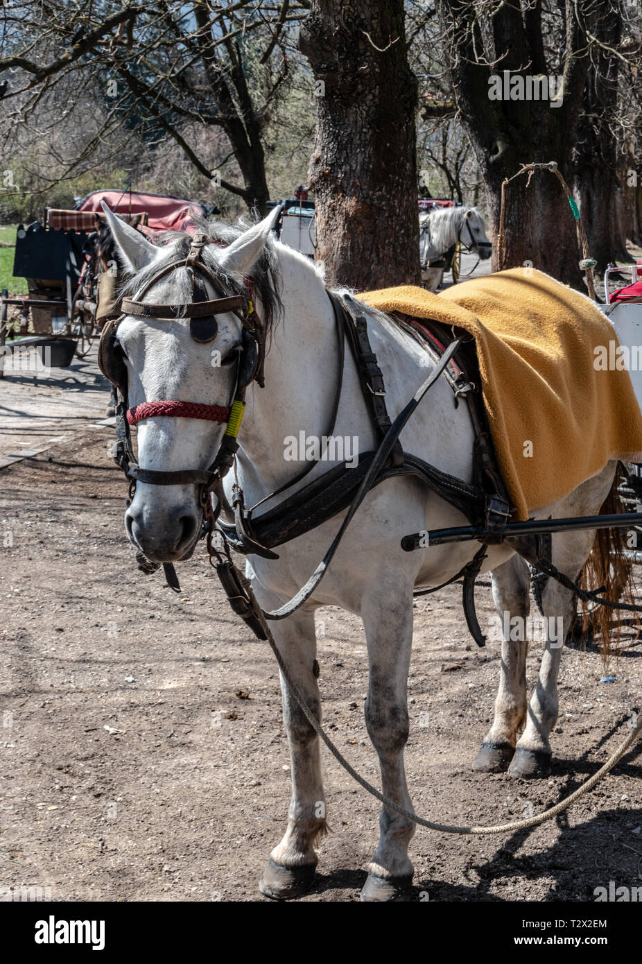 Horse driven vehicle hi-res stock photography and images - Alamy