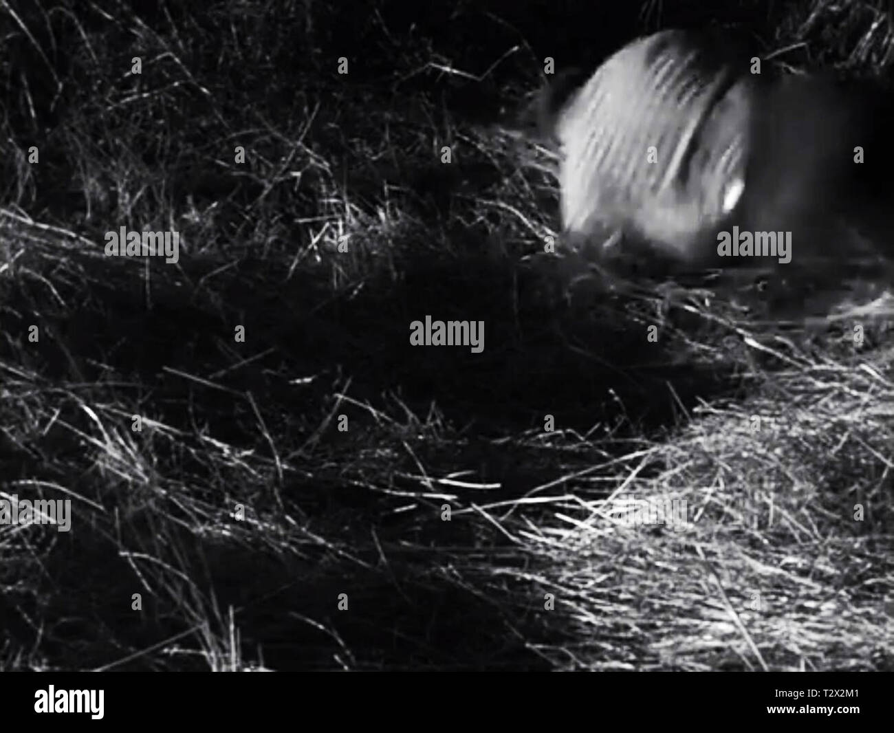 Scene from the graveyard in Plan 9 From Outer Space Stock Photo - Alamy