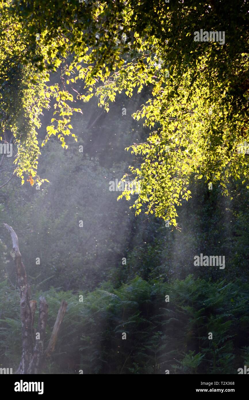 Silver birch betel pendula hi-res stock photography and images - Alamy