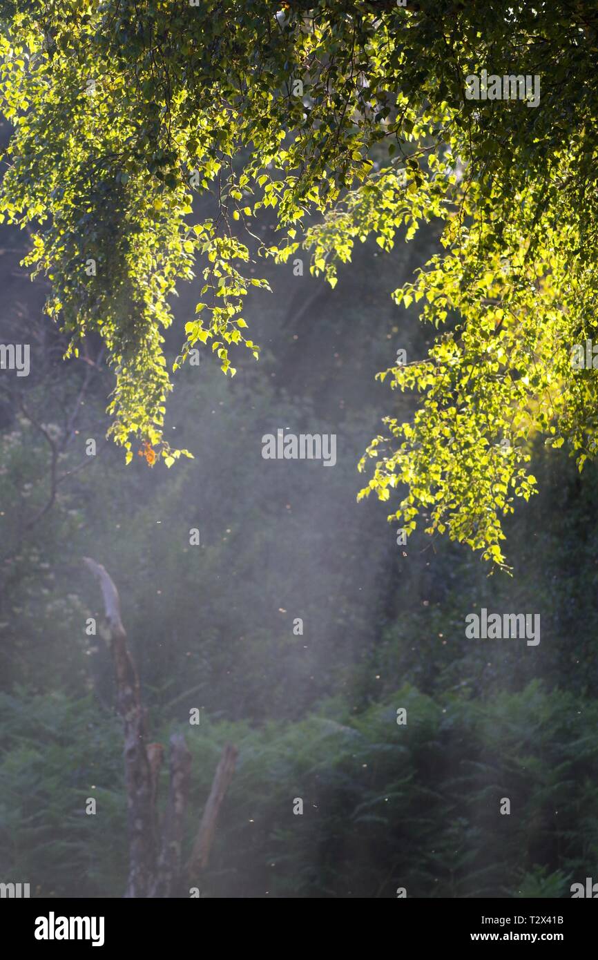 Silver birch betel pendula hi-res stock photography and images - Alamy