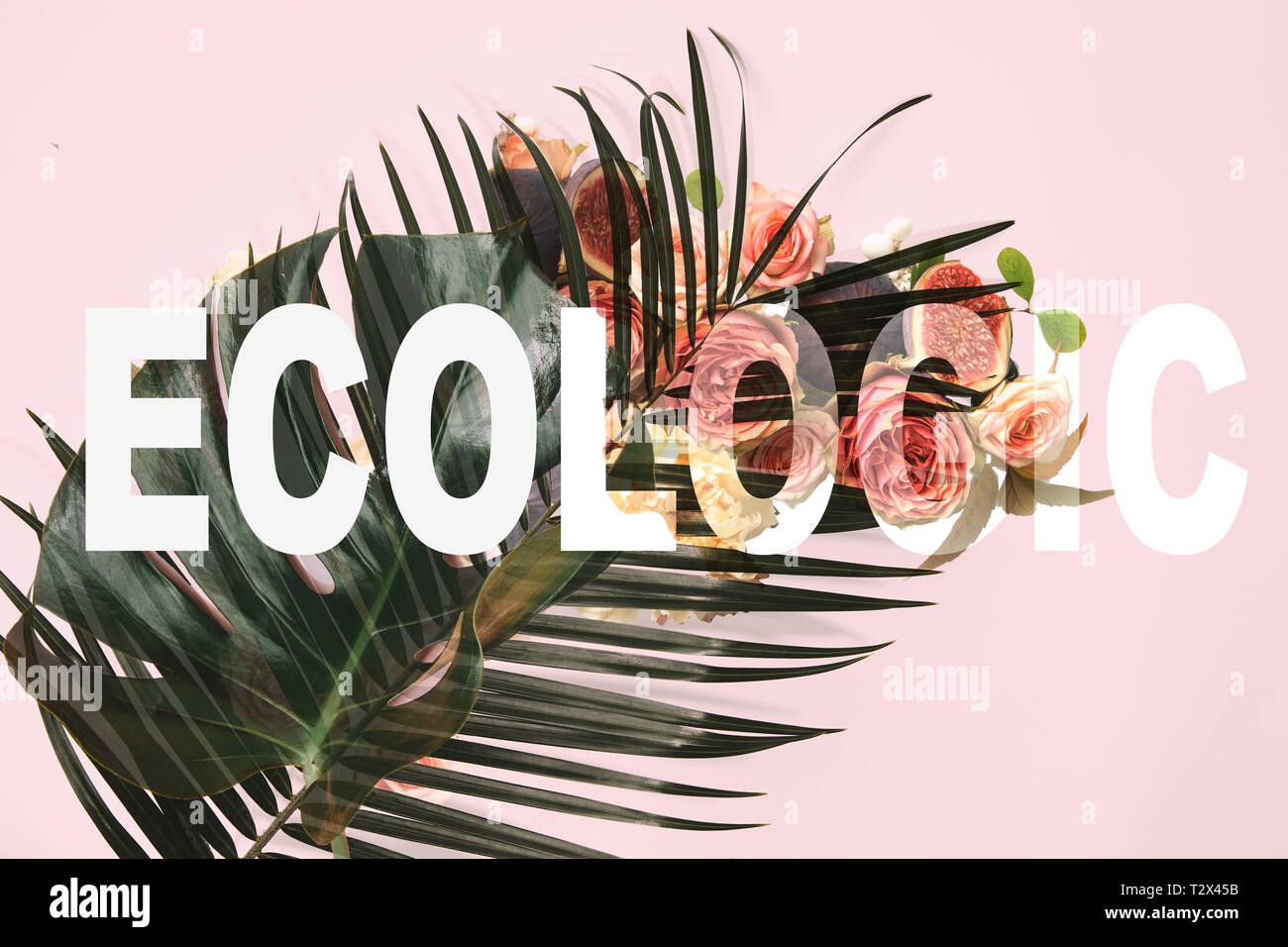 monstera leaves on pink background with roses illustration and ecologic ...