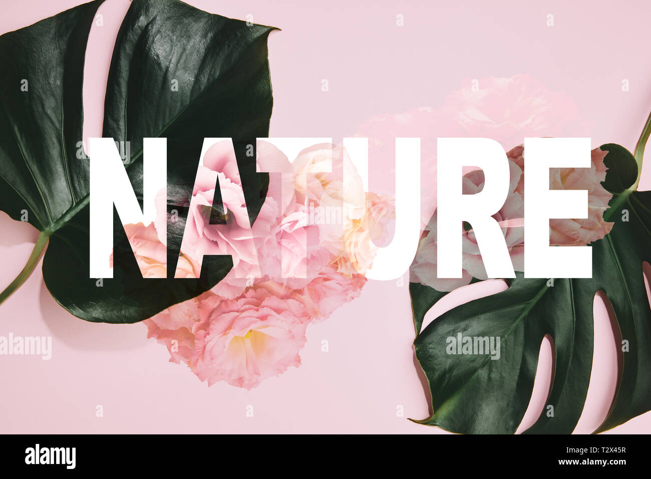 top view of monstera leaves on pink background with roses illustration ...