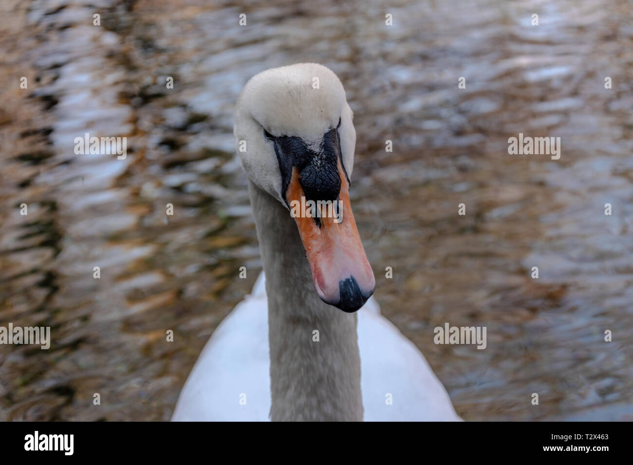 Swan reach hi-res stock photography and images - Alamy