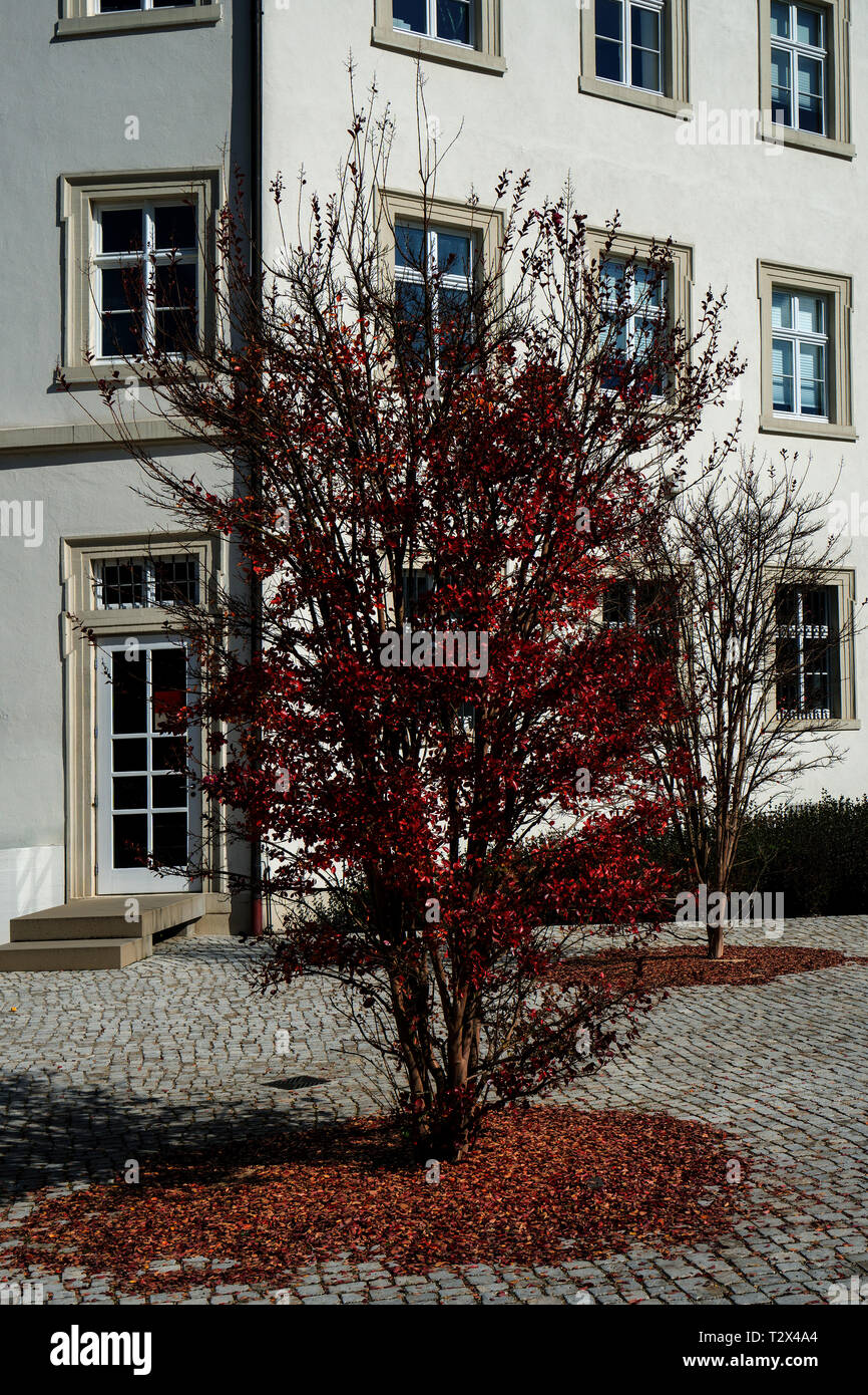 Autumn tree in front of the monastery school of the Holy Sepulcher in ...