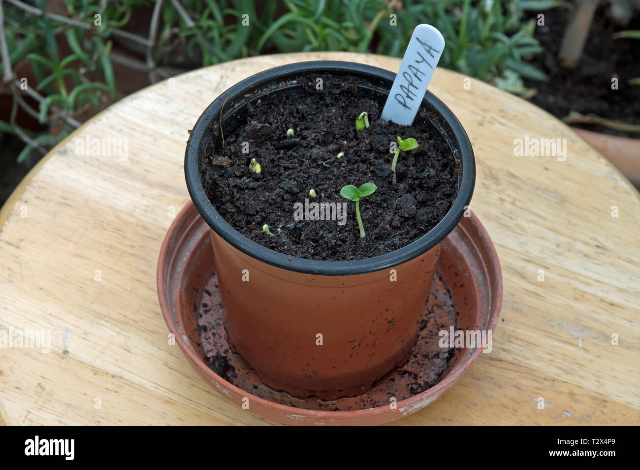 germinating papaya seed in water & potting on Stock Photo - Alamy