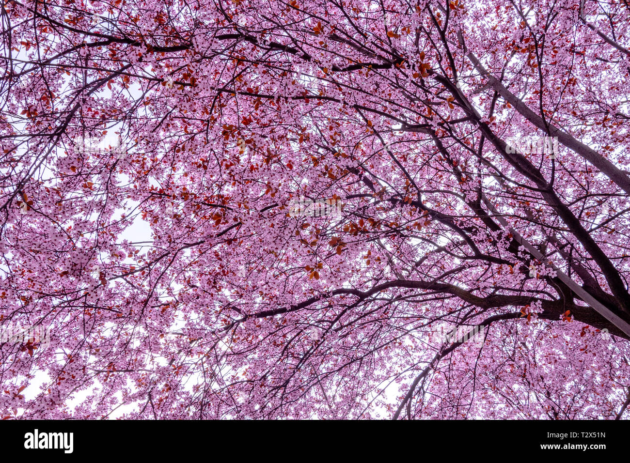 Plum tree landscape hi-res stock photography and images - Alamy
