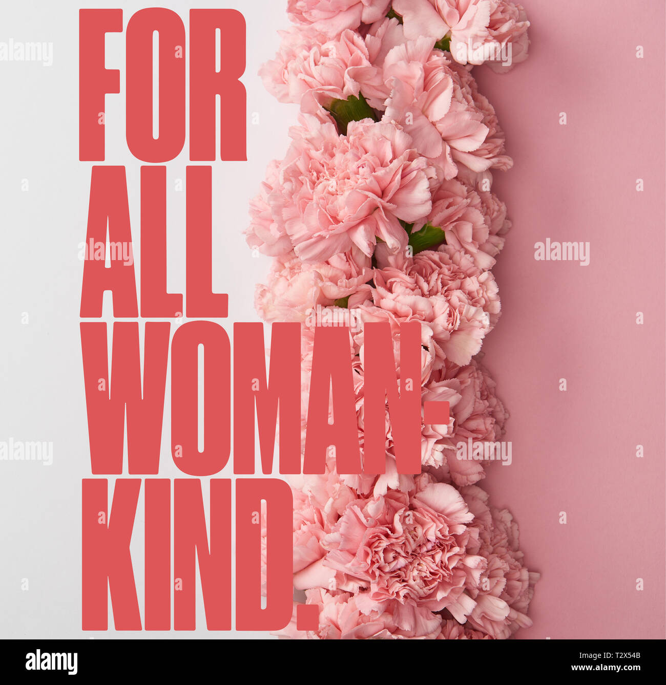 top view of carnation flowers on pink and white background with for all ...