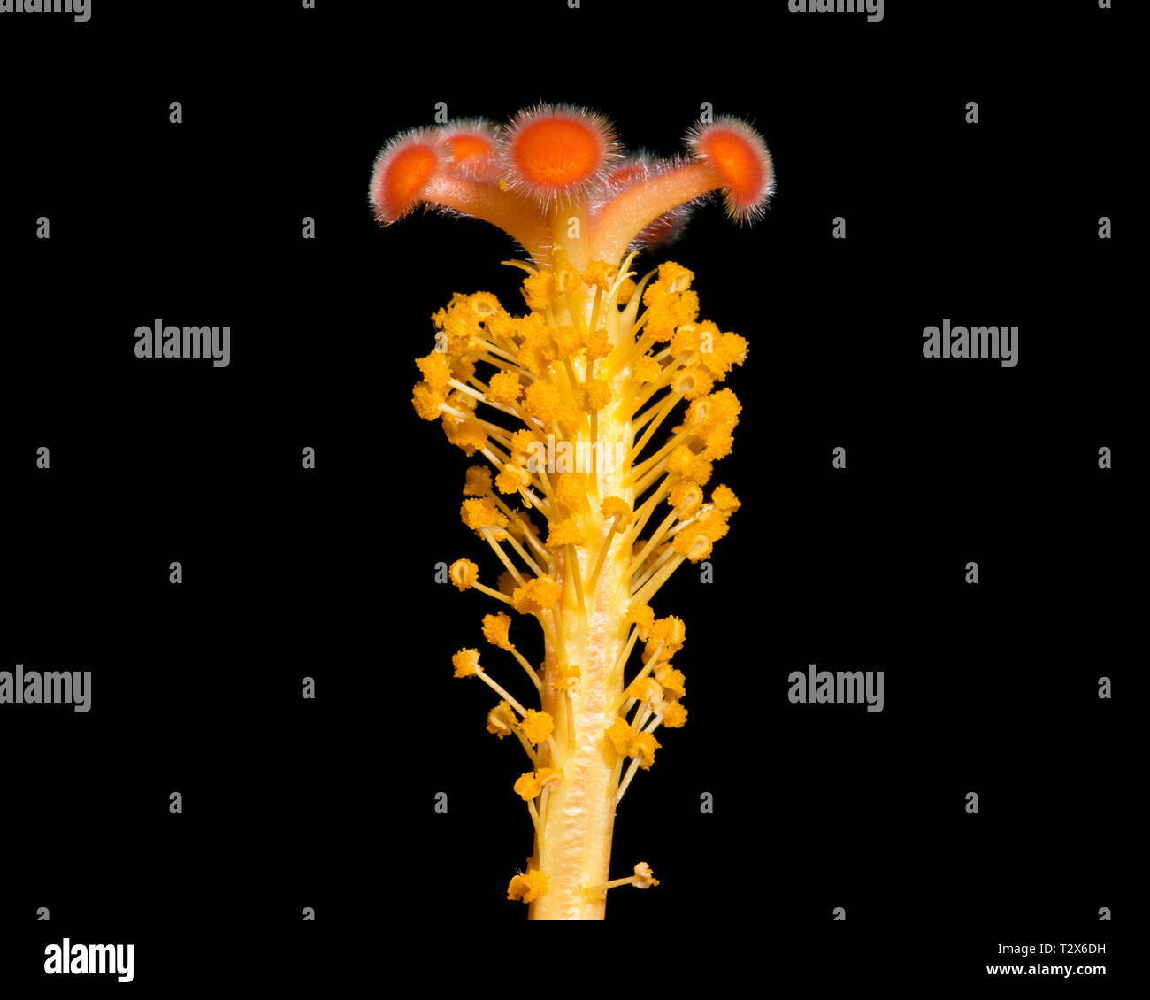 Reproductive parts of a flower hi-res stock photography and images - Alamy