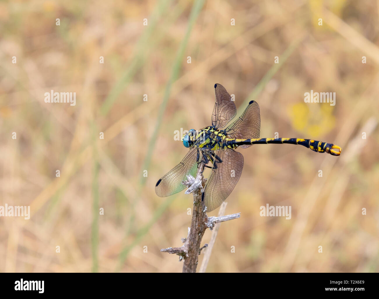 big dragonfly in natural ambiance seen in Southern France Stock Photo ...