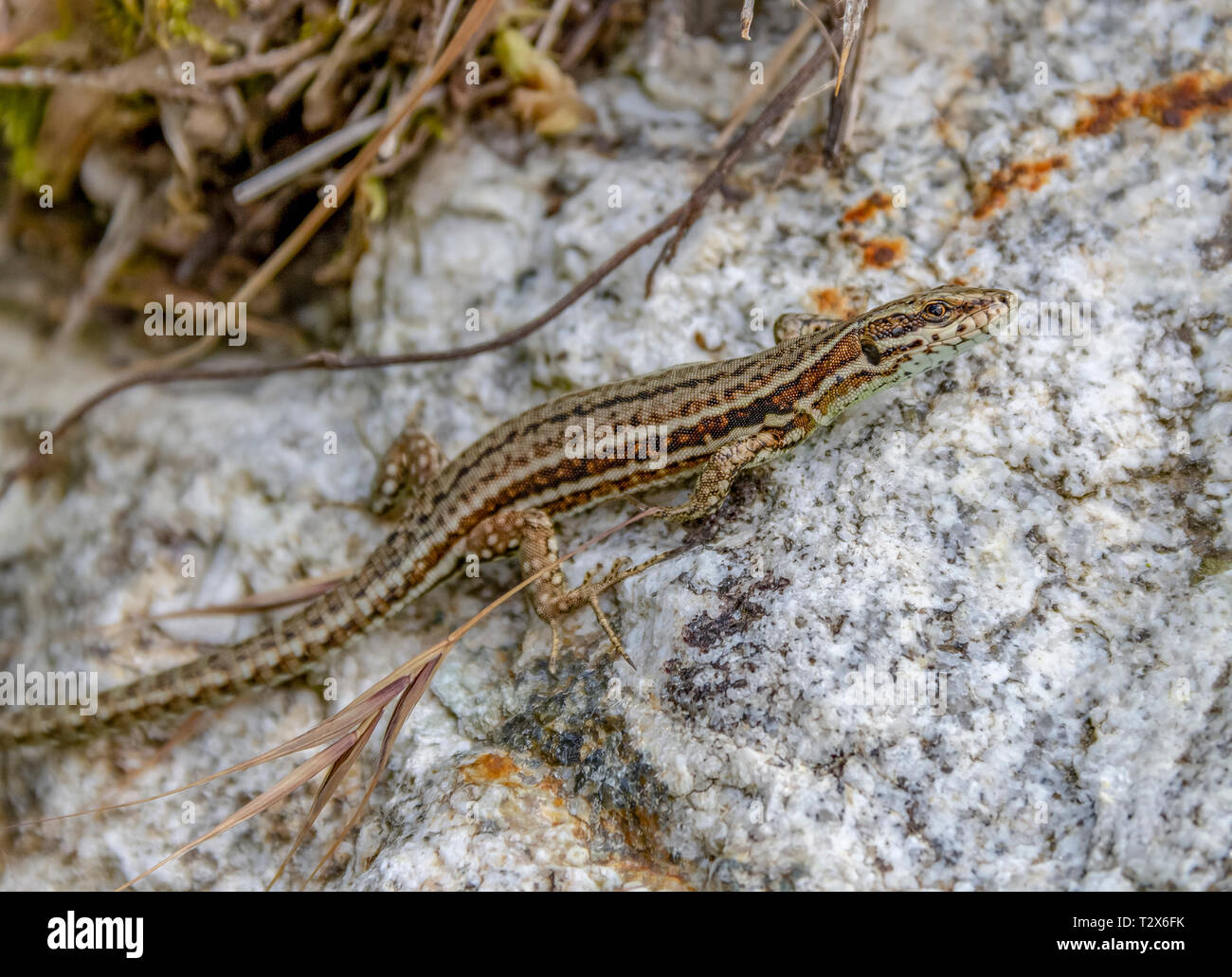 a brown lizard resting on a grey stone seen in Southern France Stock ...