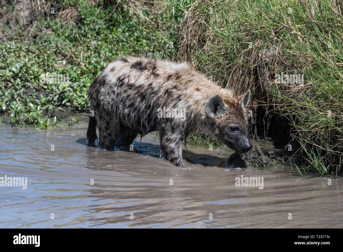 Hyenas in water hi-res stock photography and images - Alamy