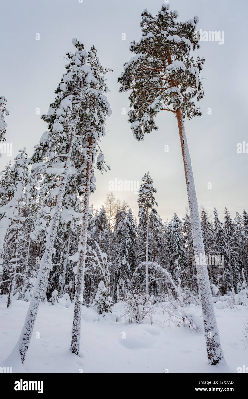 Snowy winter forest and snow covered trees in Finland Stock Photo - Alamy