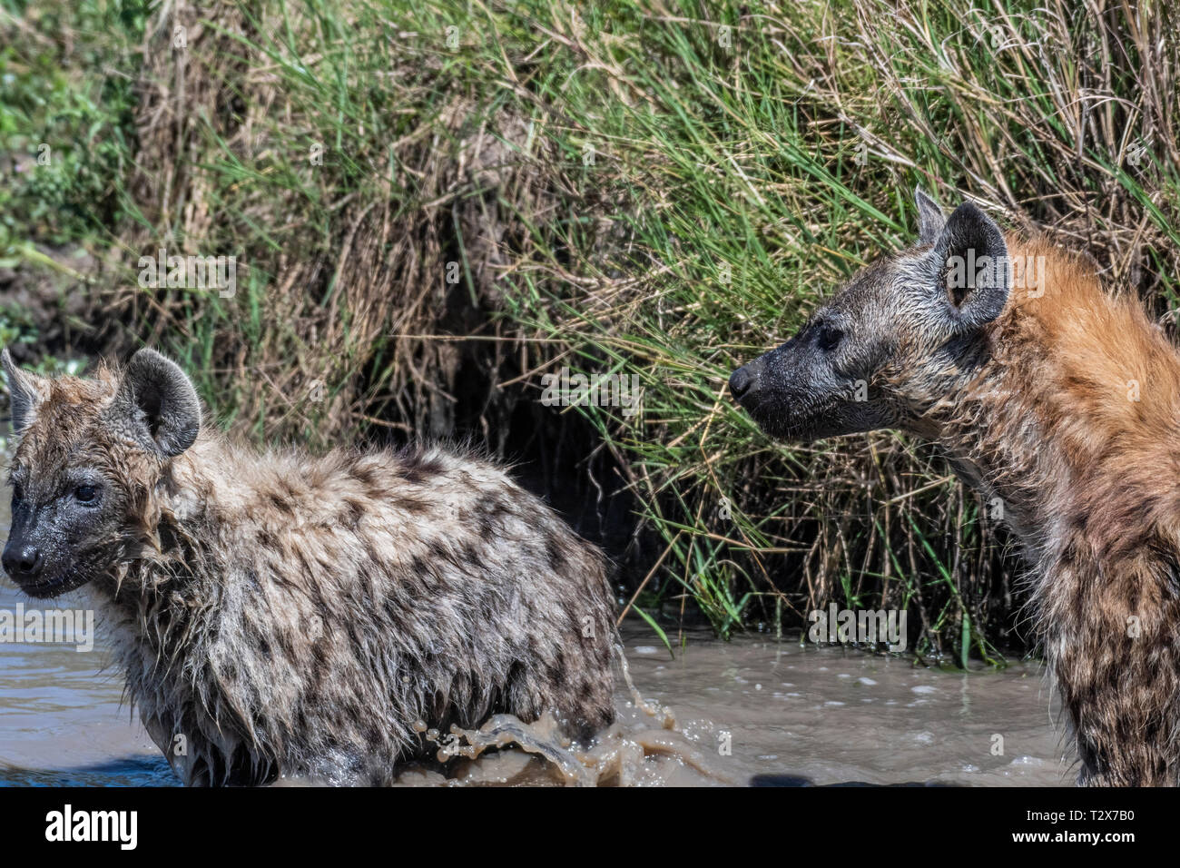 Baby Hyena playing his mother in muddy water, Maasai Mara Stock Photo ...