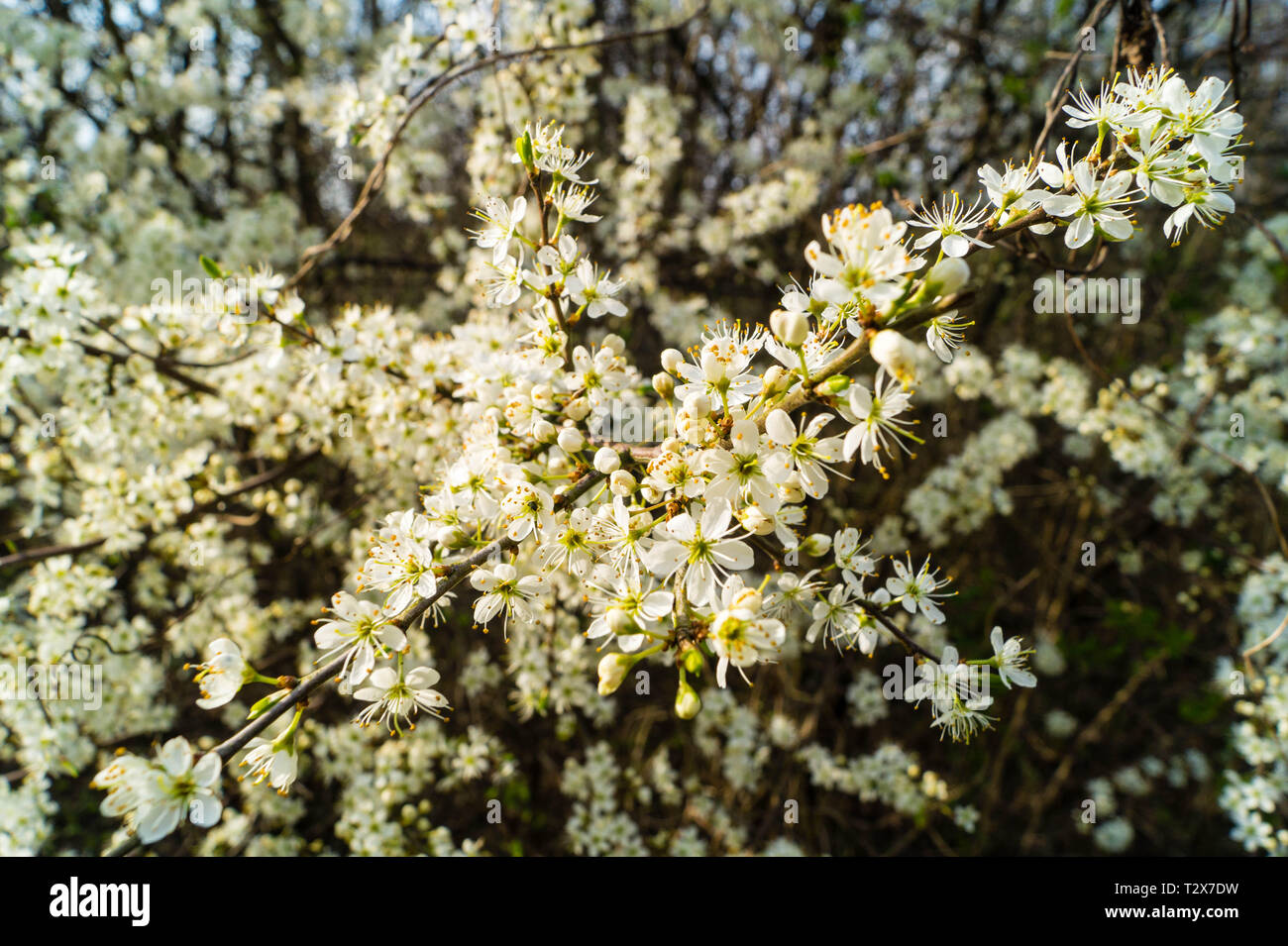 Old Cherry Trees Cherry Orchard Blooming High Resolution Stock ...