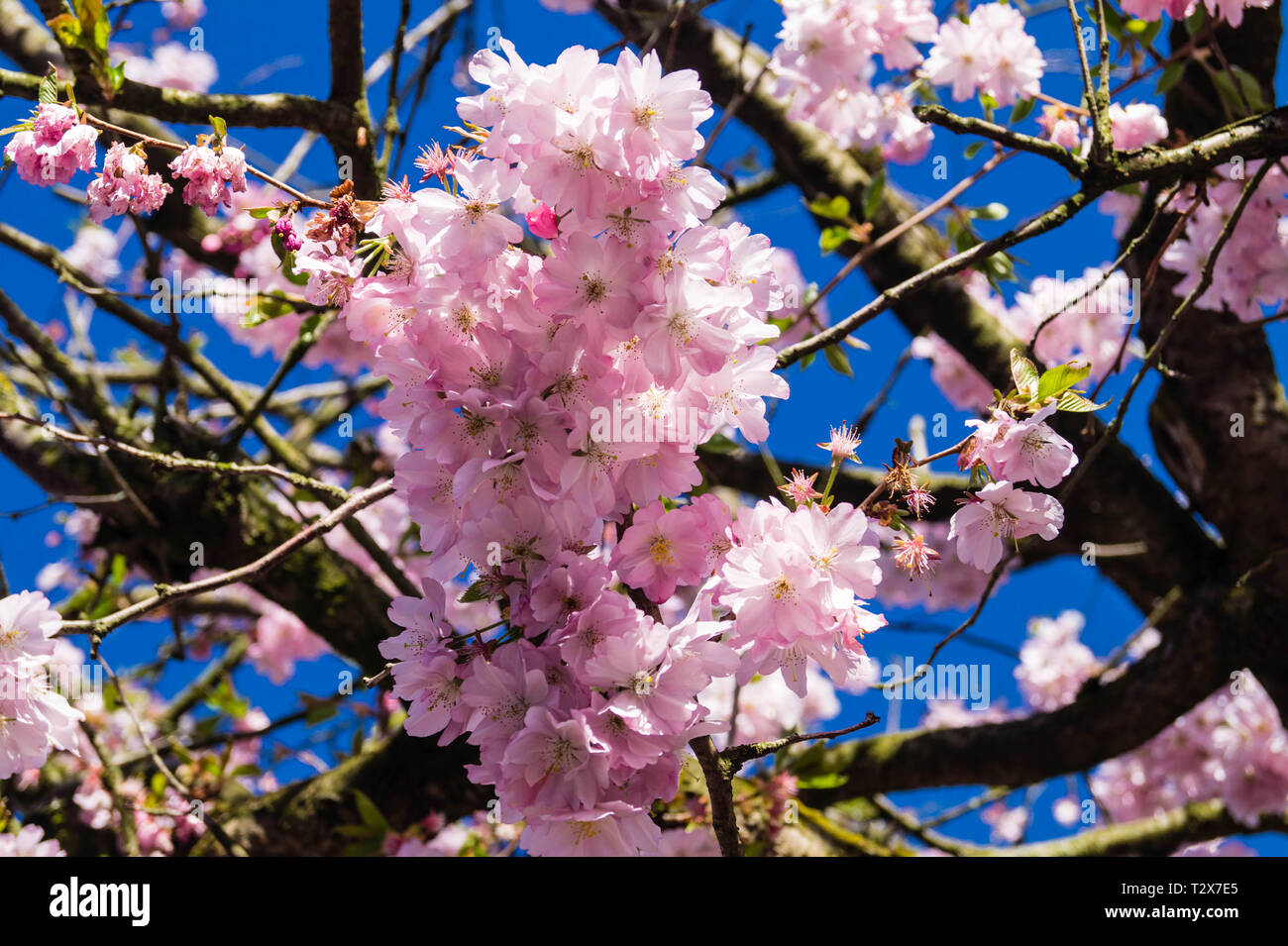 Old Cherry Trees Cherry Orchard Blooming High Resolution Stock ...