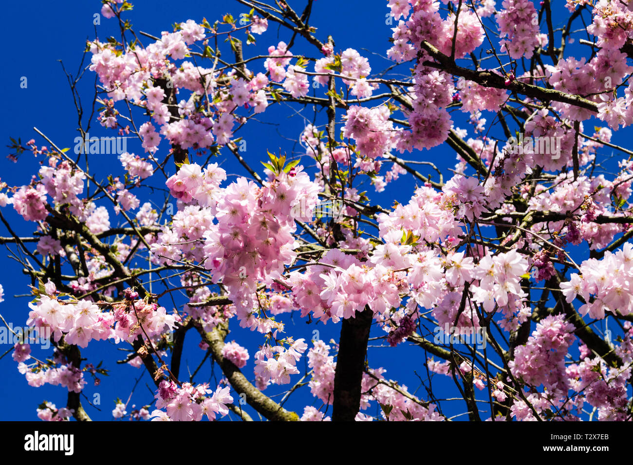 Old cherry trees cherry orchard blooming hi-res stock photography and ...