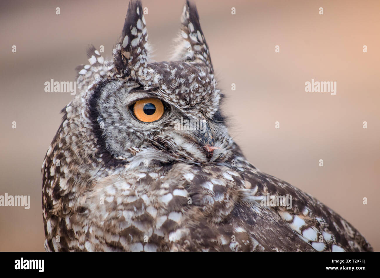 Captive african spotted eagle owl hi-res stock photography and images ...