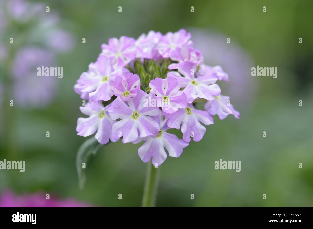 Verbena Lanai Lavender Stock Photo - Alamy