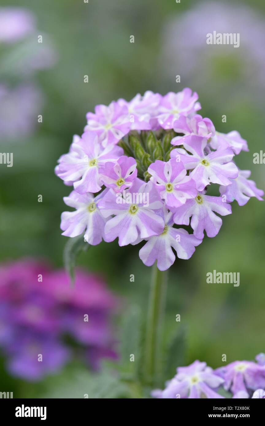 Verbena Lanai Lavender Stock Photo - Alamy