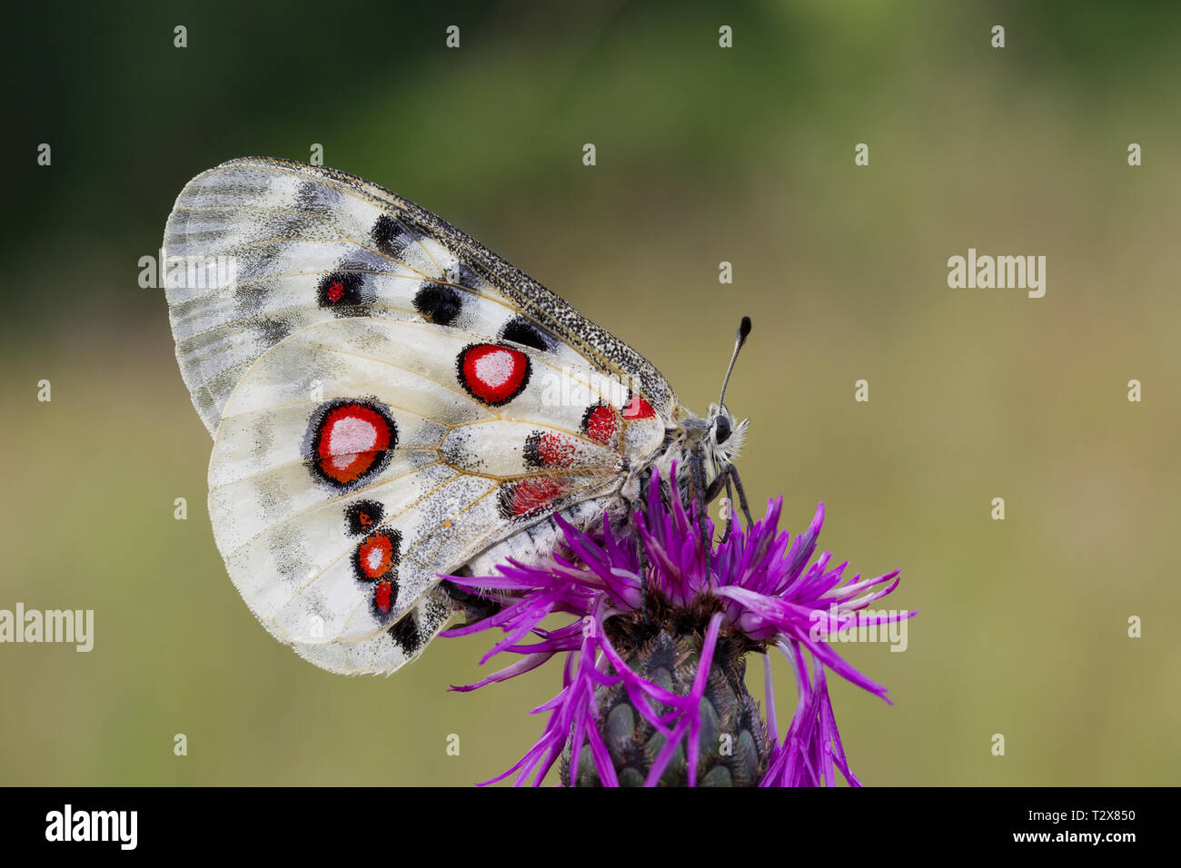 Apollofalter, Parnassius apollo, mountain Apollo Stock Photo - Alamy