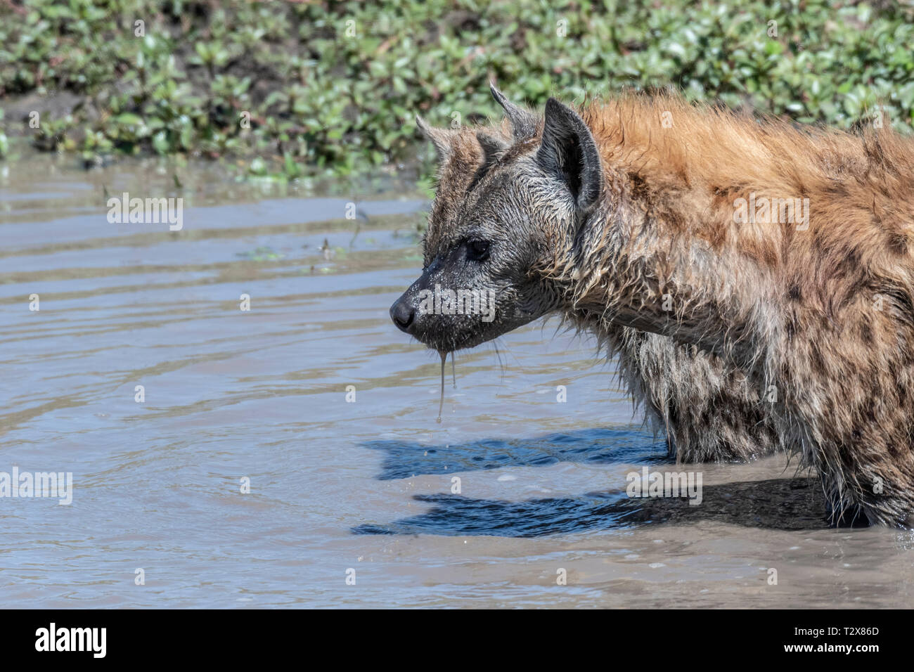 Baby Hyena playing in muddy water, Maasai Mara Stock Photo - Alamy