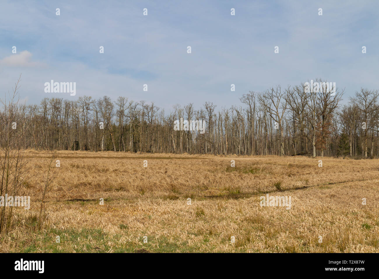 Seggenwiese hi-res stock photography and images - Alamy