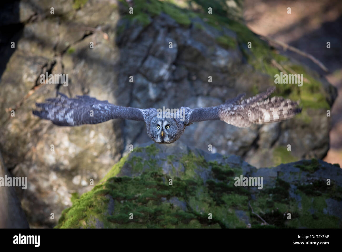 Bartkauz, Strix nebulosat, great grey owl Stock Photo - Alamy Bartkauz, Strix nebulosat, great grey owl Stock Photo - Alamy