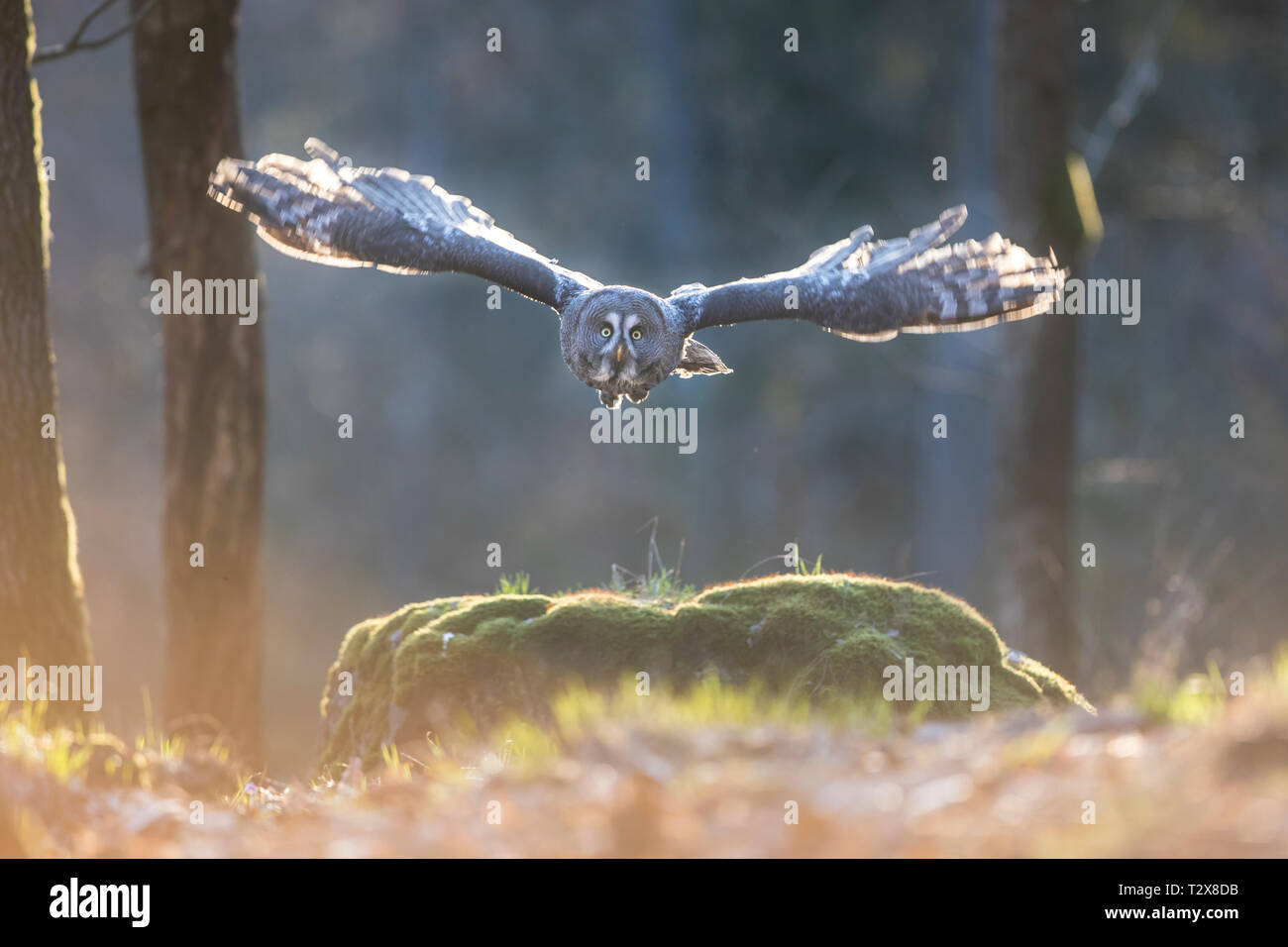 Bartkauz, Strix nebulosa, great grey owl Stock Photo - Alamy Bartkauz, Strix nebulosa, great grey owl Stock Photo - Alamy