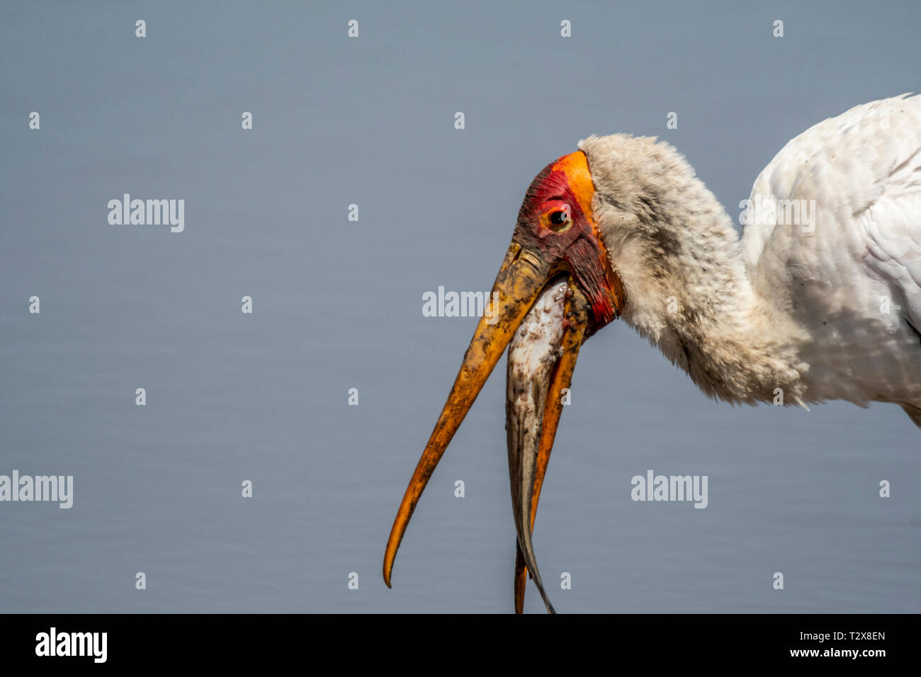 yellow billed stork catching fishing in a pond and swallowing the fish ...