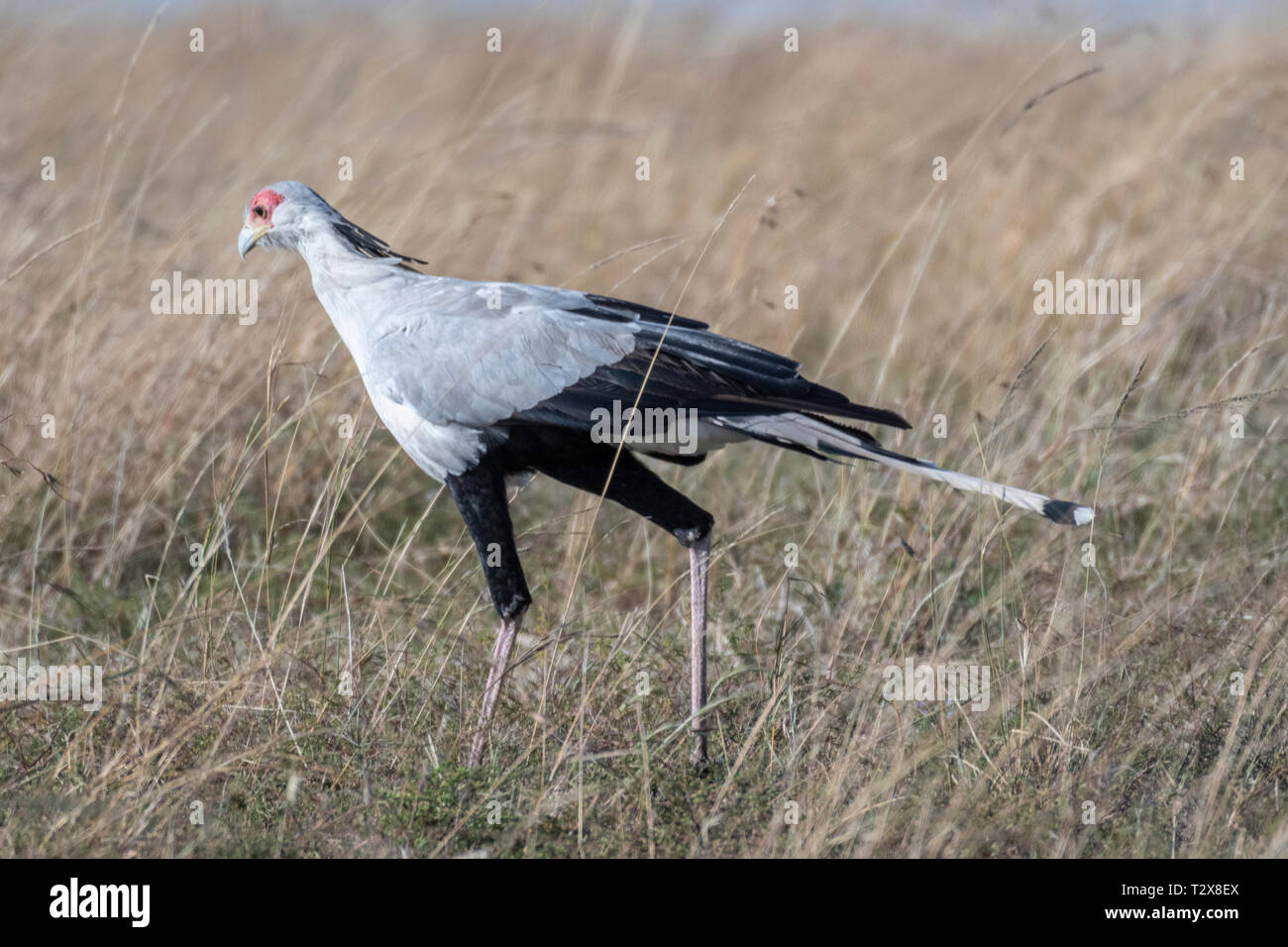 Secretary bird walking alone in Maasai Mara national reserve, Kenya ...